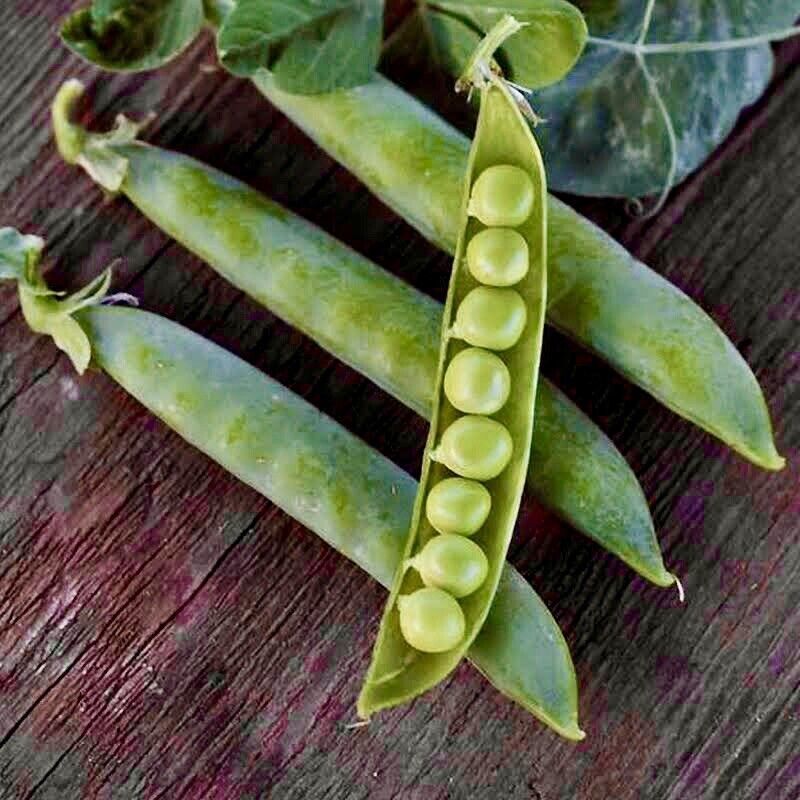 30 Seeds Green Arrow English Pea Garden Vegetable Seeds Non-Gmo - Seeds ...