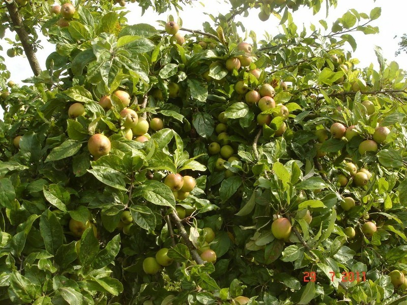 FMG Docynia Indica Unique Fruit Tree Seeds Fast Growing - Seeds & Bulbs