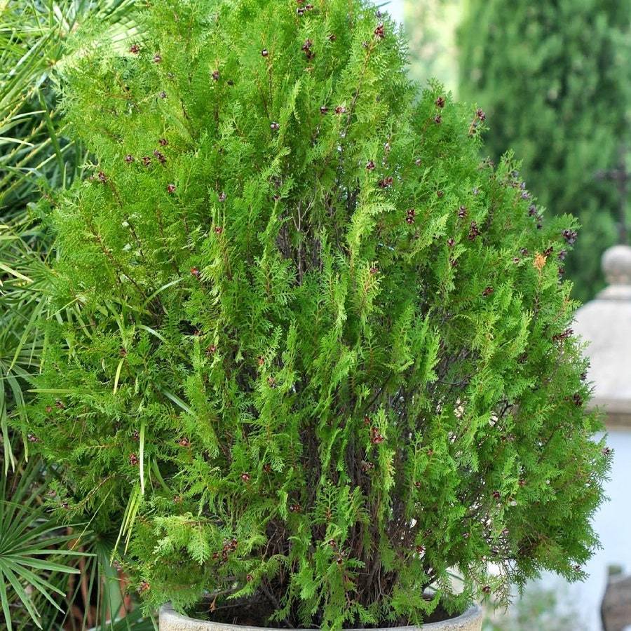 Dwarf Thuja Platydadus Orientalis Compacta Vibrant Green Landscaping ...