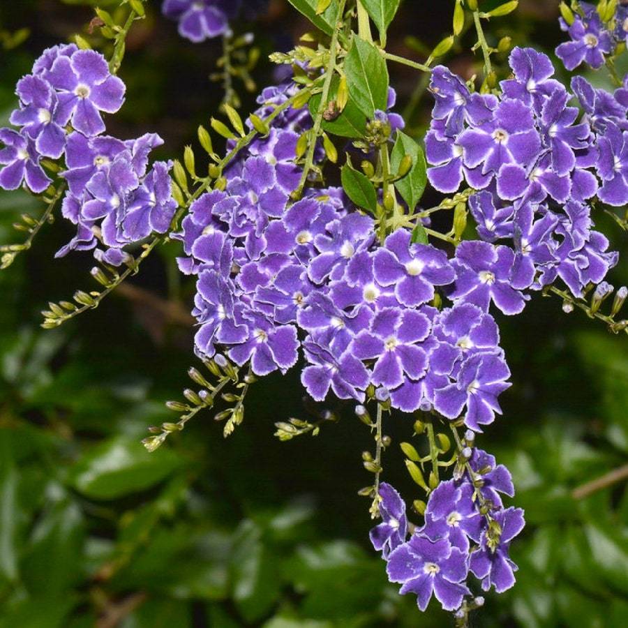 Sky Flower Duranta Repens Tropical Ornate Shrub Vibrant Blue Topiary ...