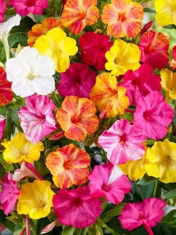 KKG 25 Maixed 4 O'Clock Seeds Fragrant Flower Perennial Mirabilis ...