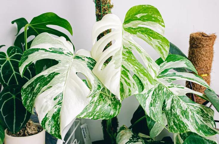 Monstera Deliciosa white Alba 5 seeds - variegated - variegata - Seeds ...