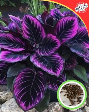 Purple Tip'Calathea Couture'Flower Indoor or and 50 similar items