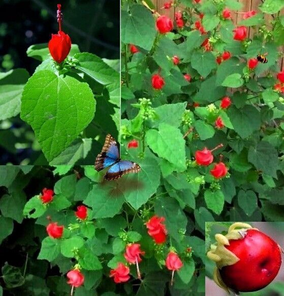 LD 10 Turk'S Cap Seeds (Malvaviscus Arboreus) Sleepy Mallow Wax Mallow ...