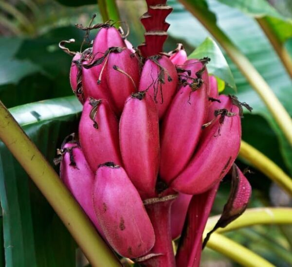 Fresh Dwarf Pink Banana Tree Seeds For Planting (5 Seeds) - Musa ...