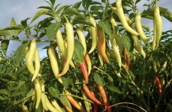 Spicy Cow Horn Chili Capsicum Annuum L 50 Seeds Fresh Garden - Seeds ...