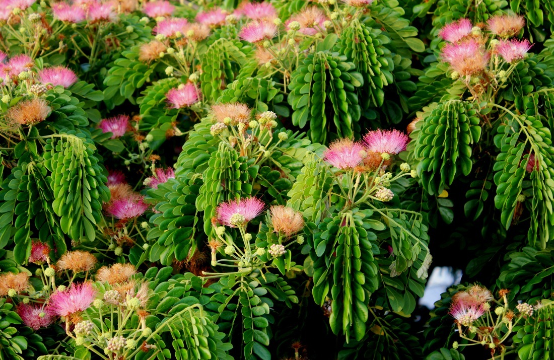 Albizia saman Rain Tree Seeds- Beautiful and 12 similar items