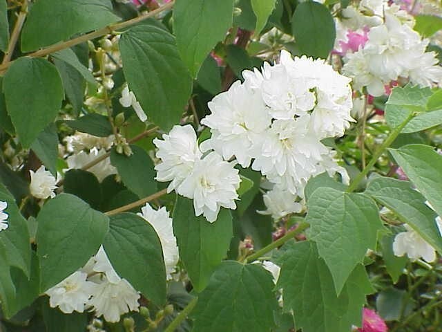 Philadelphus Virginalis Virgins Bower 20 Seeds Fresh Fast Shipping ...