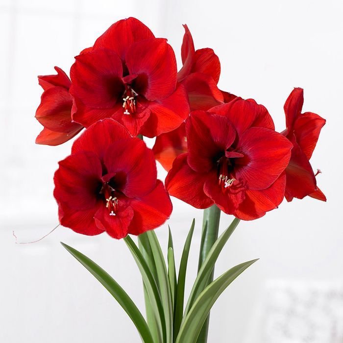 2 Seeds Amaryllis Red Lion Flower Bulb Seeds - Seeds & Bulbs