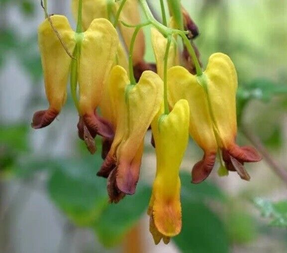 25 Scadens Bleeding Heart Seeds Dicentra Spectabilis Shade Flower ...
