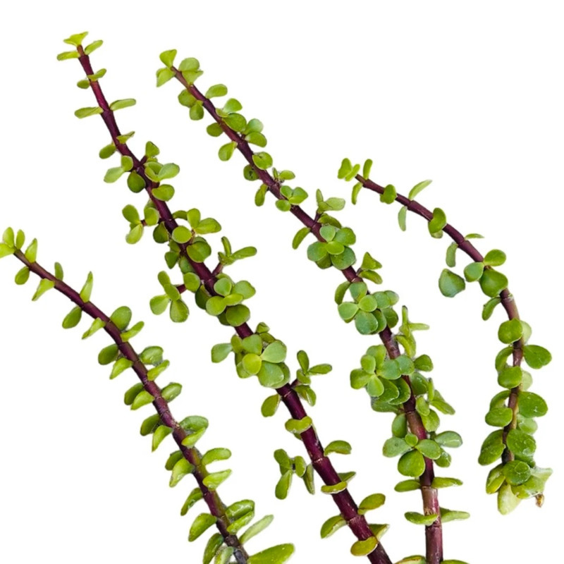 BStore 6 Cuttings Portulacaria Afra Jade Tree Bonsai Elephant Bush ...
