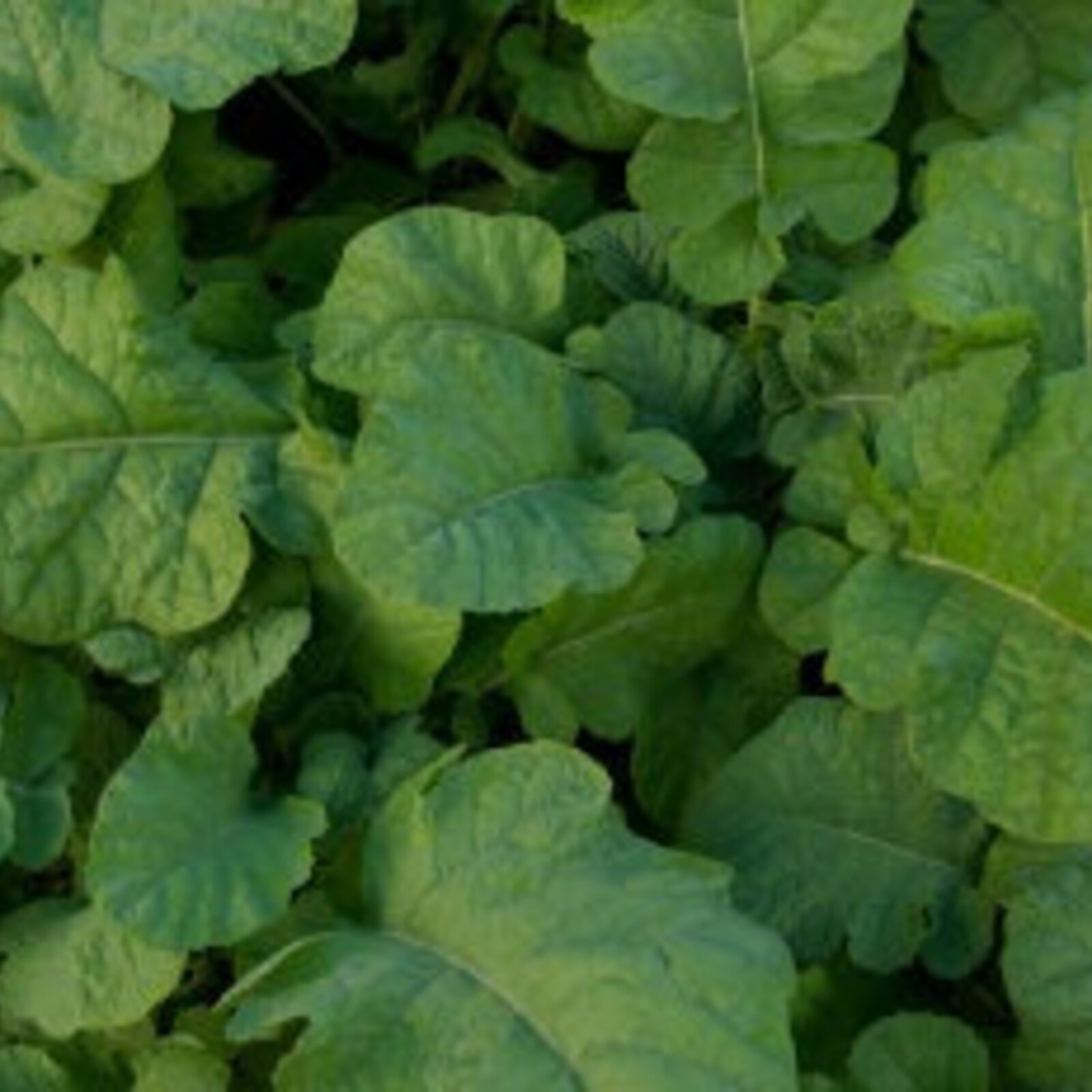 Ethiopian Kale Seeds Ethiopian Mustard Abyssinian Mustard African Kale ...