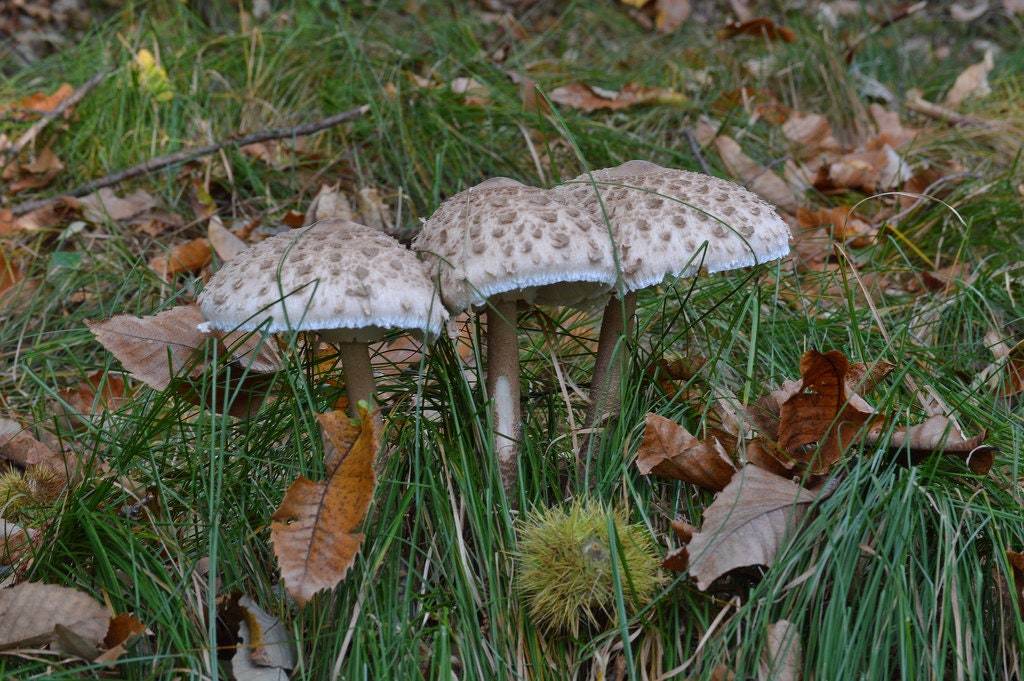 15 g Gourmet Mushroom Spawn Fungi Culture PARASOL Mushroom Growing Live ...