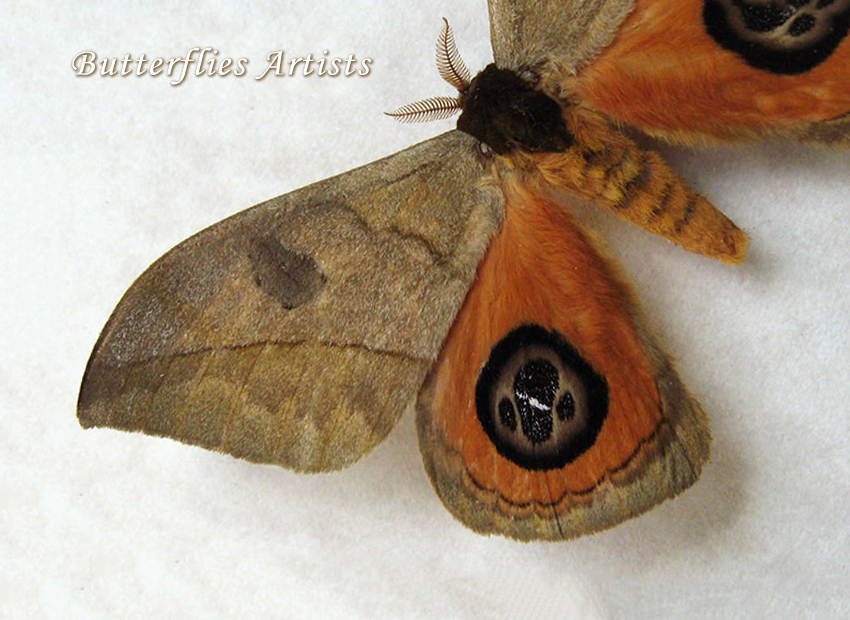 Real Saturn Moth Automeris Liberia Colorful Bullseye Framed Entomology ...