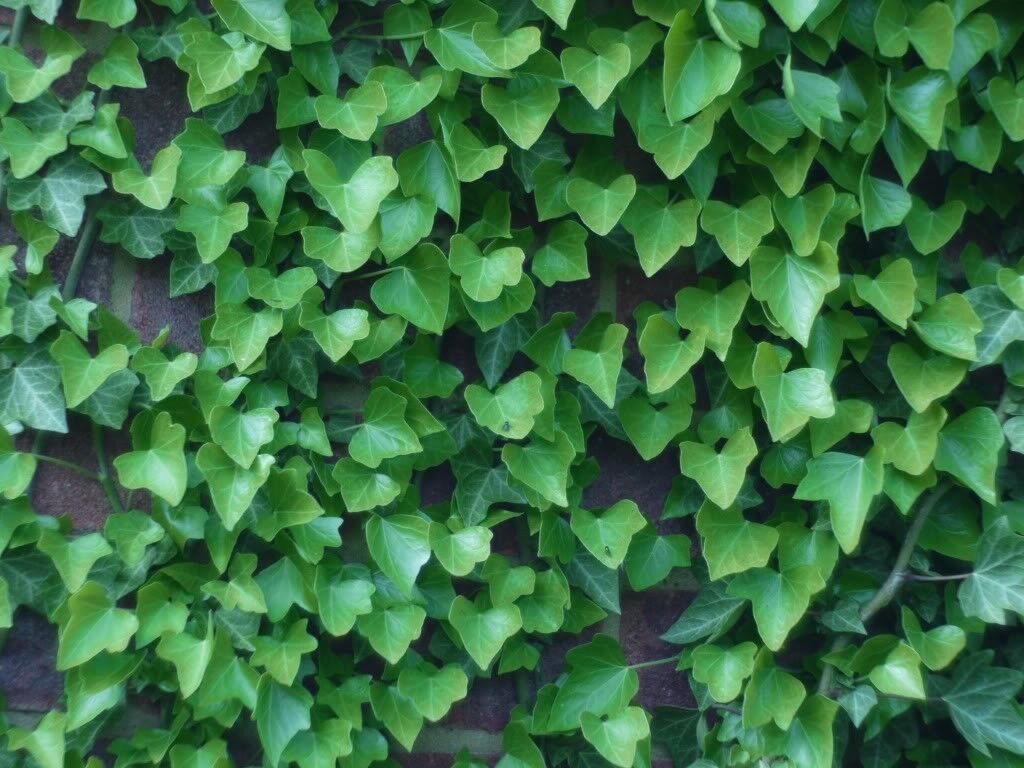 10 Boston Ivy Parthenocissus Tricuspidata Veitchii Vine Seeds Fresh ...