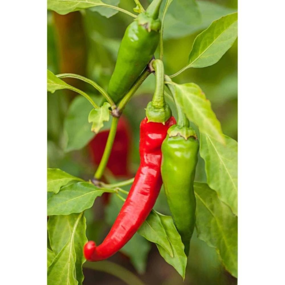 25+ Diablo Grande Hot Pepper Seeds – Fiery Large Chili Variety ?️ ...