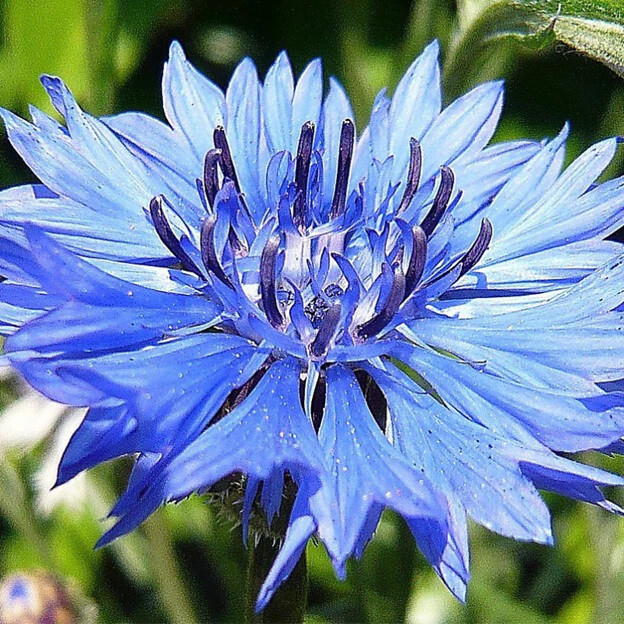 MX Centaurea Cyanus Cornflower Tall Blue Flower Seeds Showy Bulk Seed ...