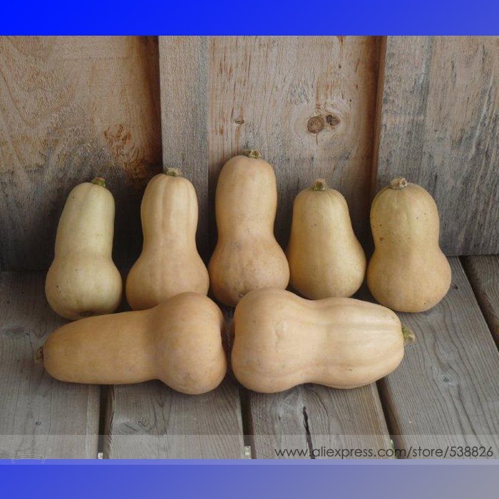 Nutter Butter Squash Vegetable Organic Seeds Pack 10 Seeds Pack ...