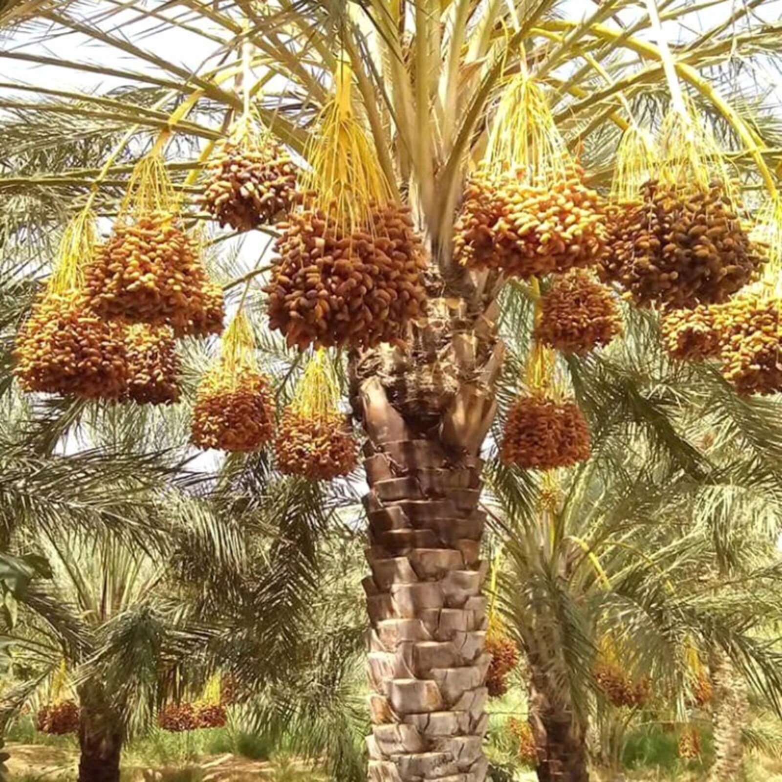 Deglet Nour Date Seeds 5 Pack Royal Date Palm Planting Kit Garden Green ...