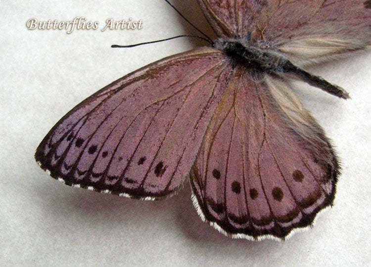 Lavender Meadow Crenis Sallya Pechuelli Butterfly Framed Entomology ...