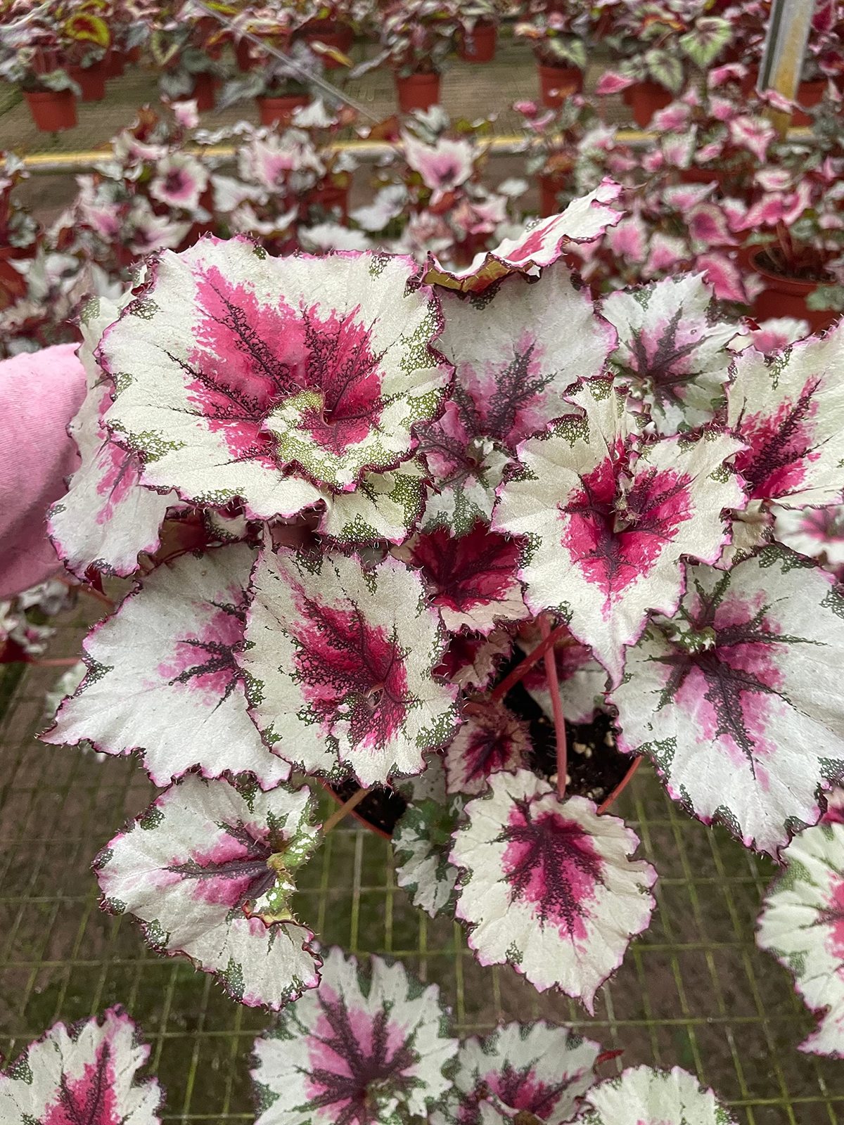 Harmony's Confetti Begonia, in a 6 inch Pot, Very Full Large Begonia ...
