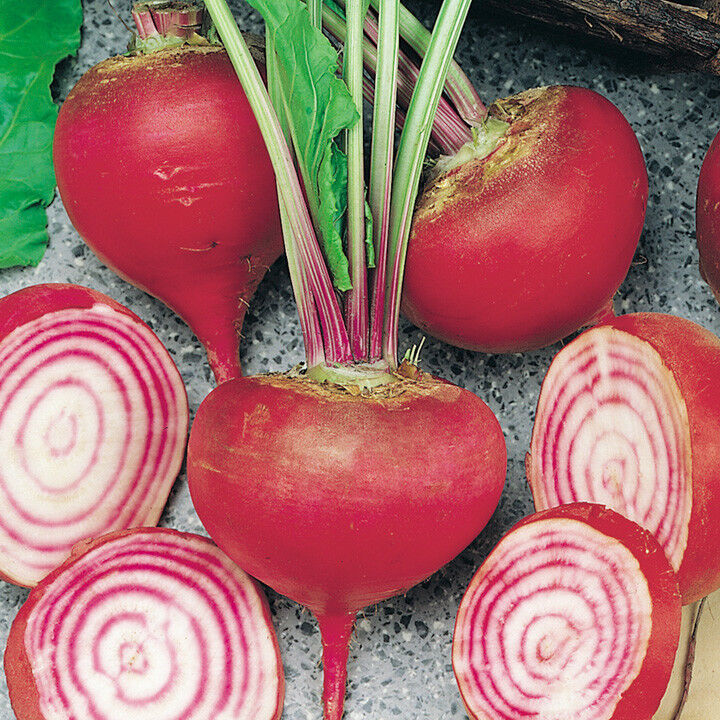 MX Chioggia Beet Seeds Non GMO Candy Stripe Beet Bassano Bulls Eye Beet ...