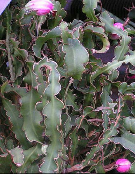 SDC Epiphyllum Curly Locks Hanging Cacti Flowering Cactus 50 Seeds ...