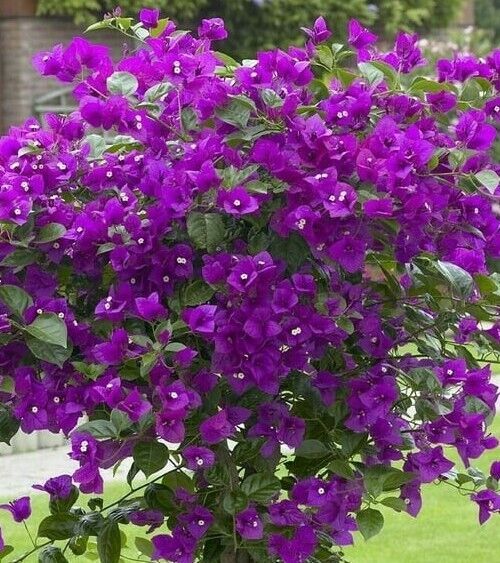 Purple Bougainvillea Live Plant Paper Flower 5 To 7 Inches Tall In 4