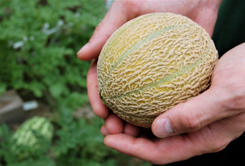 Garden Store 89 Seeds Minnesota Midget Cantaloupe Melon Cucumis Melo ...