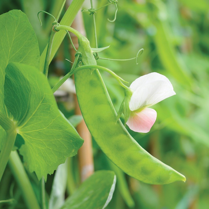 MX Dwarf Grey Sugar Snow Pea Seeds Non GMO Heirloom Bulk Seed - Seeds ...