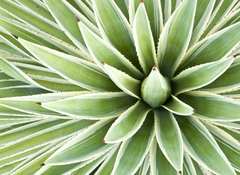LKS Agave Species Seed Mix 50 Seeds Grow Agave U Home Garden - Seeds ...