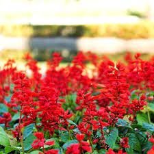30 Seeds Salvia RED ROCKET HOT JAZZ Salvia Splendens - Seeds & Bulbs