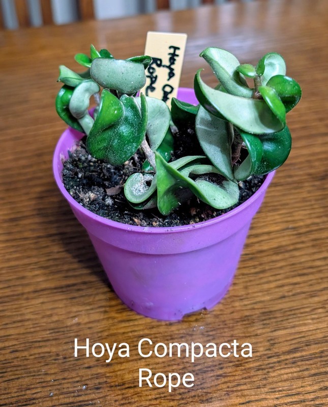 FMG Hoya Compacta Rope Fast Grow - Seeds & Bulbs