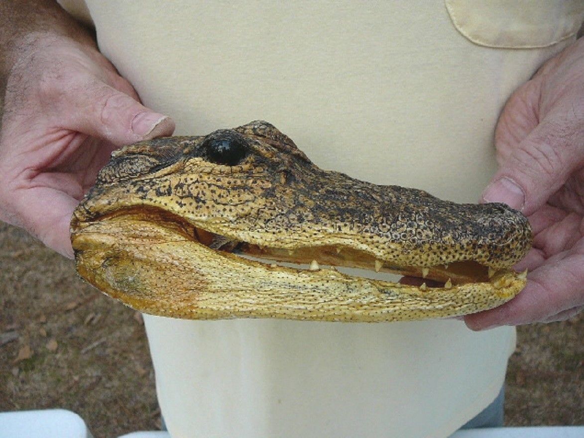 (G-Def-110) 6-1/8" Deformed Gator ALLIGATOR Aligator HEAD teeth ...