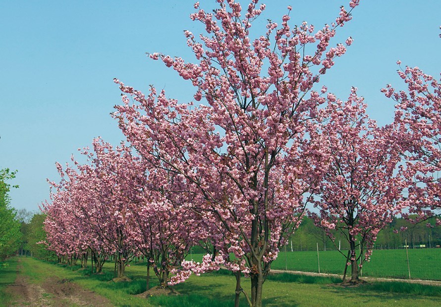 Prunus Serrulata Flowering Cherry Tree Seeds Beautiful Garden - Plants ...