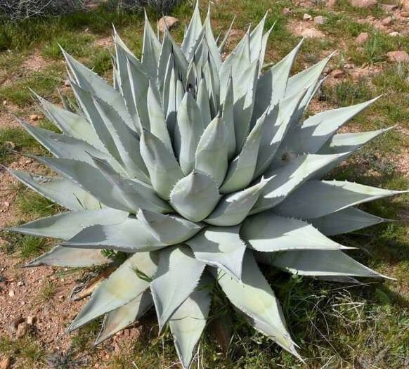 Agave Temacapulinensis Agave Garden Plants 20 Seeds - Home & Garden