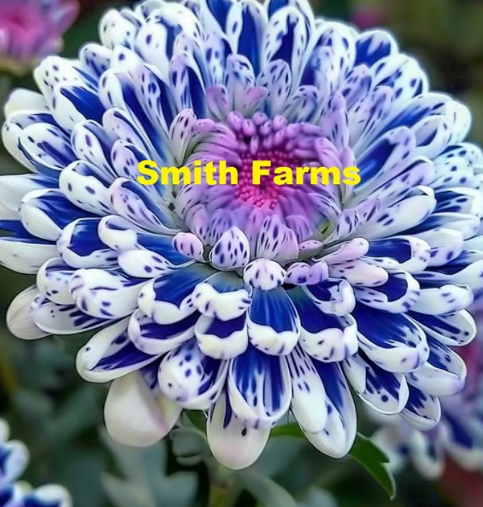 FMG 50 Seeds Blue Speckled Daisy Flowers Fast Grow - Seeds & Bulbs