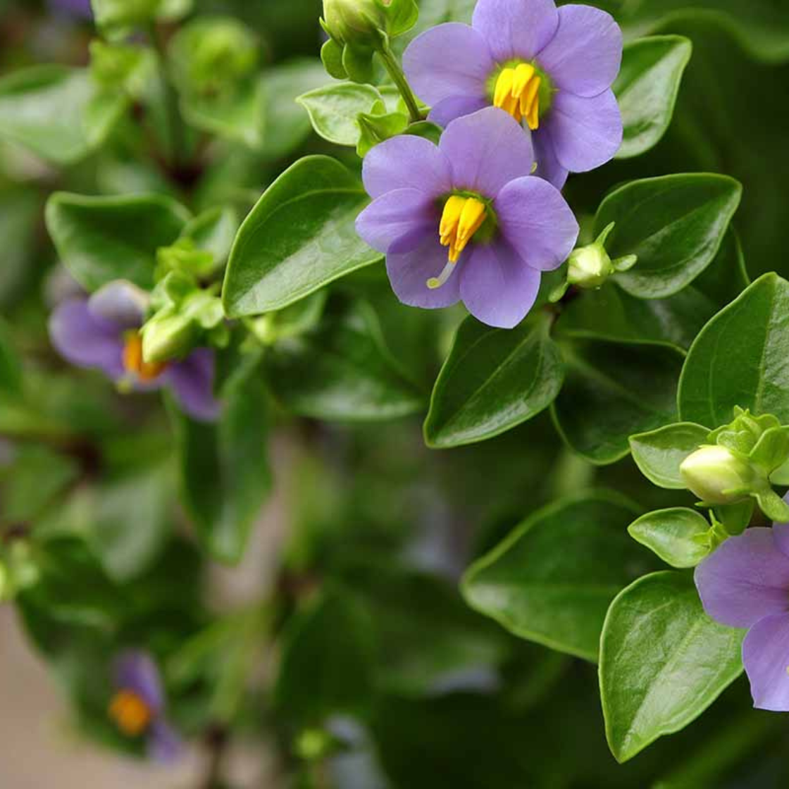 Exacum Affine Hybrid F1 Persian Violets 100 PCS Seeds - Seeds & Bulbs