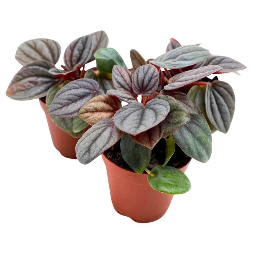 Peperomia Rosso, 2 inch Set of 3, Light Gray Emerald Ripple Pep ...