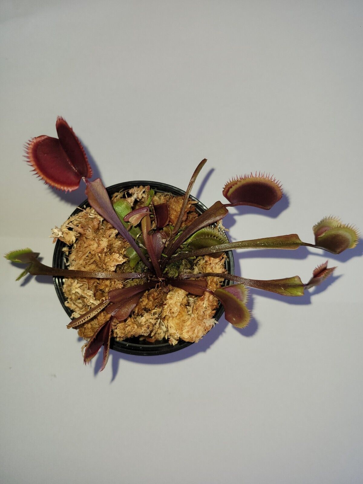 Large sized Red Venus Flytrap (Fly Trap Carnivorous Plant) Dionaea - Plants & Seedlings