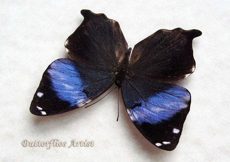 Blue Begum Prothoe Franck Real Butterfly and 50 similar items