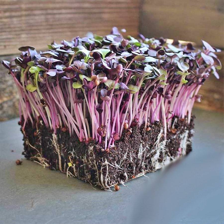 Purple Rambo Radish Microgreens Gourmet Fresh Fast Shipping - Plants ...