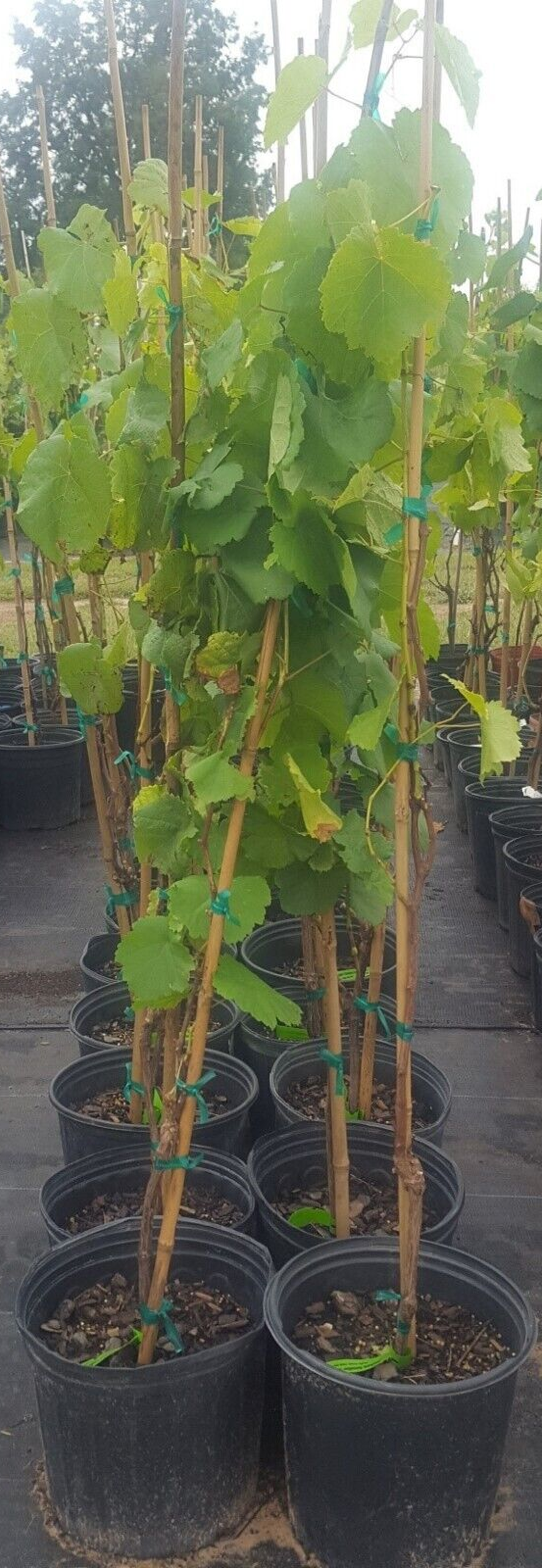 SOUTHERN SENSATION Seedless Table Grape Vine 4-6 FT Tall Live Plant ...