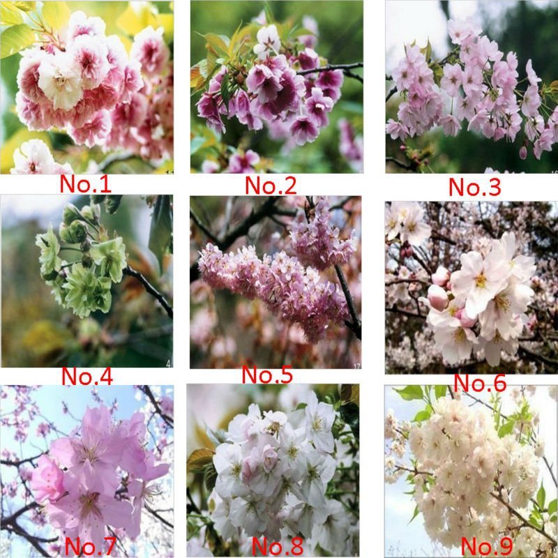 9 Colors Cherry Blossom Flower Seeds Oriental Cherry Sakura Seeds ...