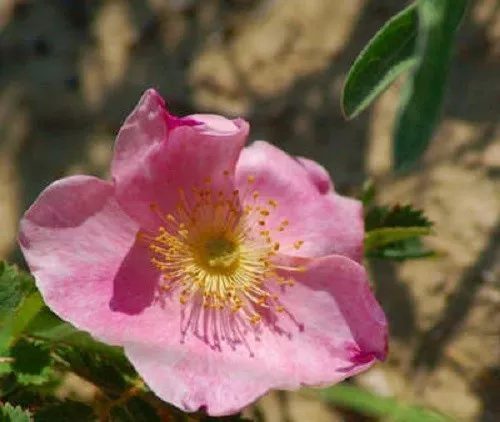 25 Pink Swamp Rose Rosa Palustris Flower Shrub Bush Seeds Fresh Seeds ...
