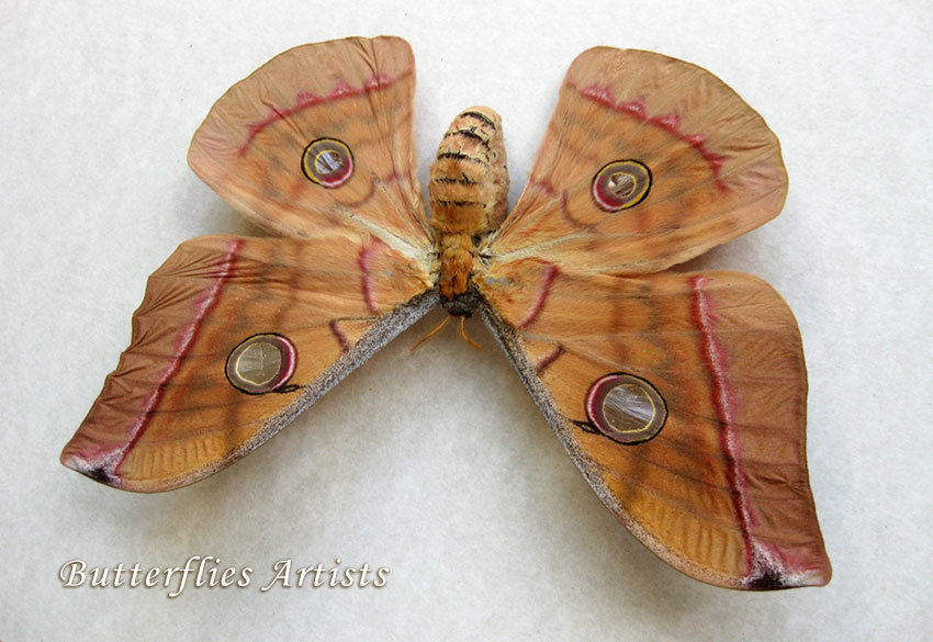 Giant Oak Tasar Silk Moth Antheraea Frithi Female Framed Entomology ...
