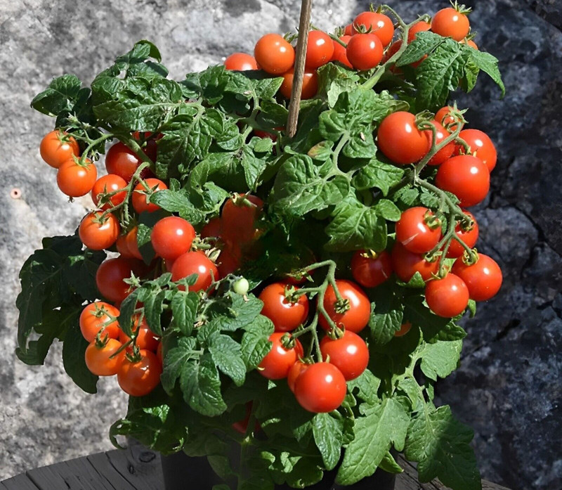 BS Krasny Milo Micro Dwarf Tomato 12 Seeds (Read) Fast Grow - Seeds & Bulbs