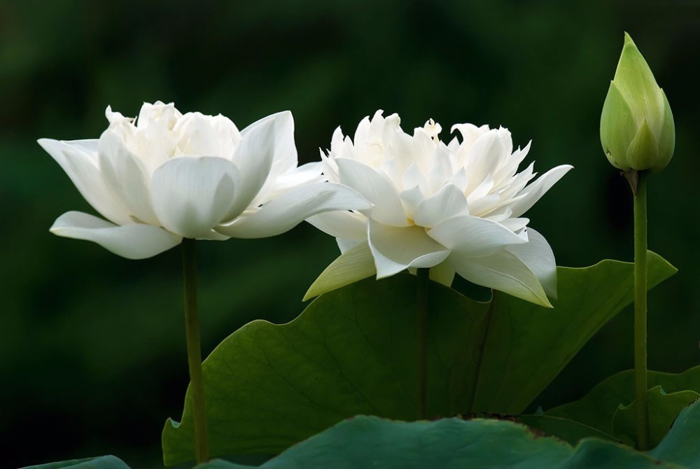 30 Seeds Japan Lotus Flower Seeds Aquatic Plants Water Lily Perennia ...