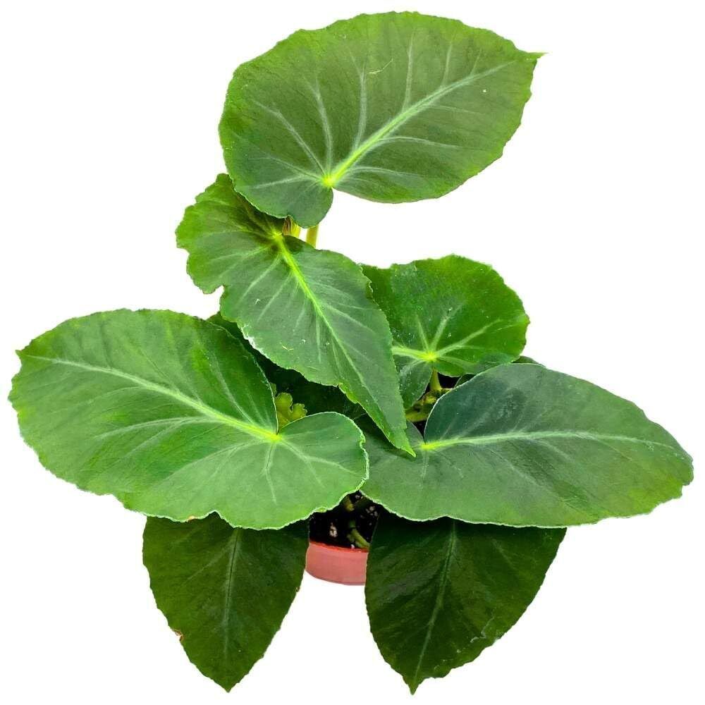 Angularis Angel Wing Cane Begonia, 6 inch, Green Angel Wings - Plants ...