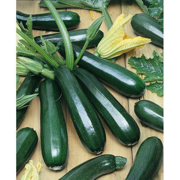 SMX 65 Black Beauty Summer Squash Seeds Indoor Gardening - Seeds & Bulbs